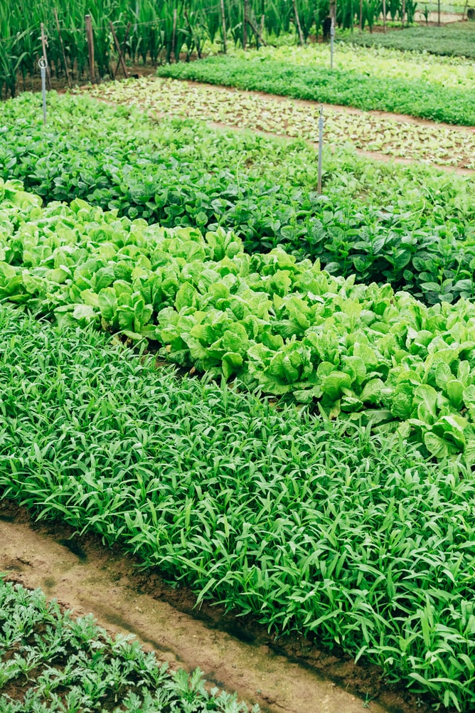 VEGETABLE SEEDLINGS – Page 3 – Morning Dew Farm