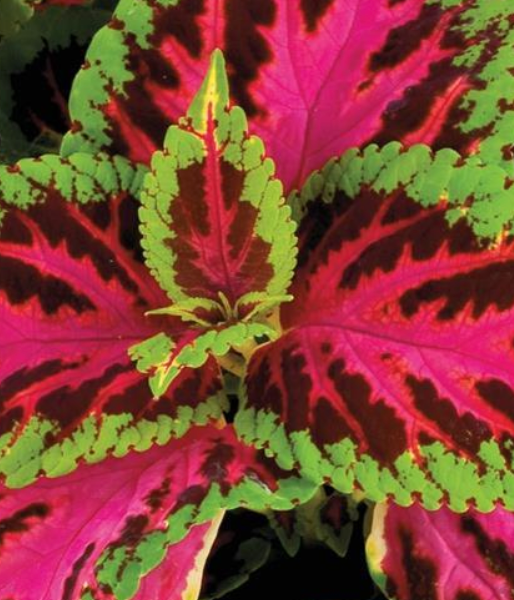 COLEUS, RAINBOW COLOR PRIDE – Morning Dew Farm