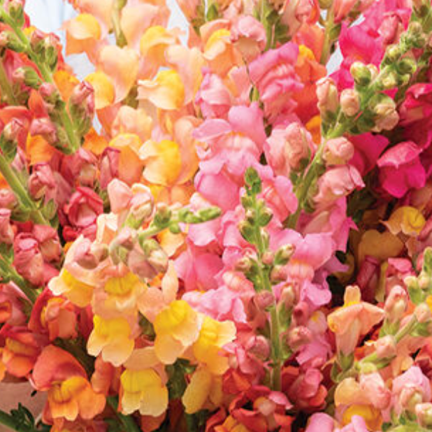 SNAPDRAGON, EARLY SUNRISE MIX (CUTTING) – Morning Dew Farm