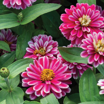 ZINNIA, DOUBLE ZAHARA RASPBERRY RIPPLE (BEDDING) – Morning Dew Farm