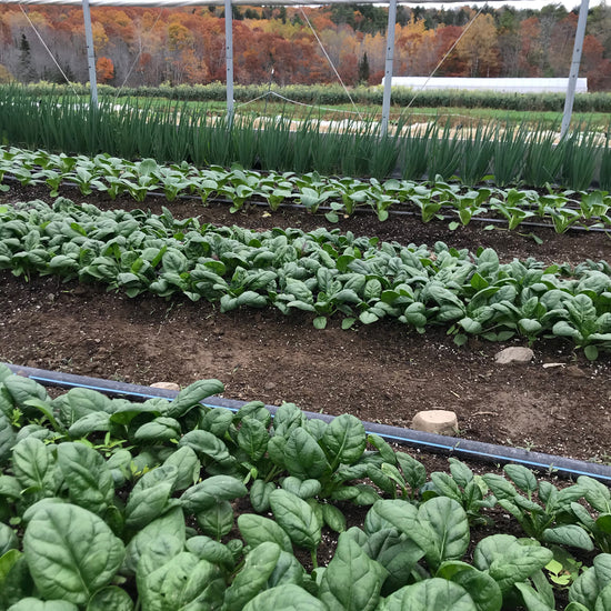 Morning Dew Farm